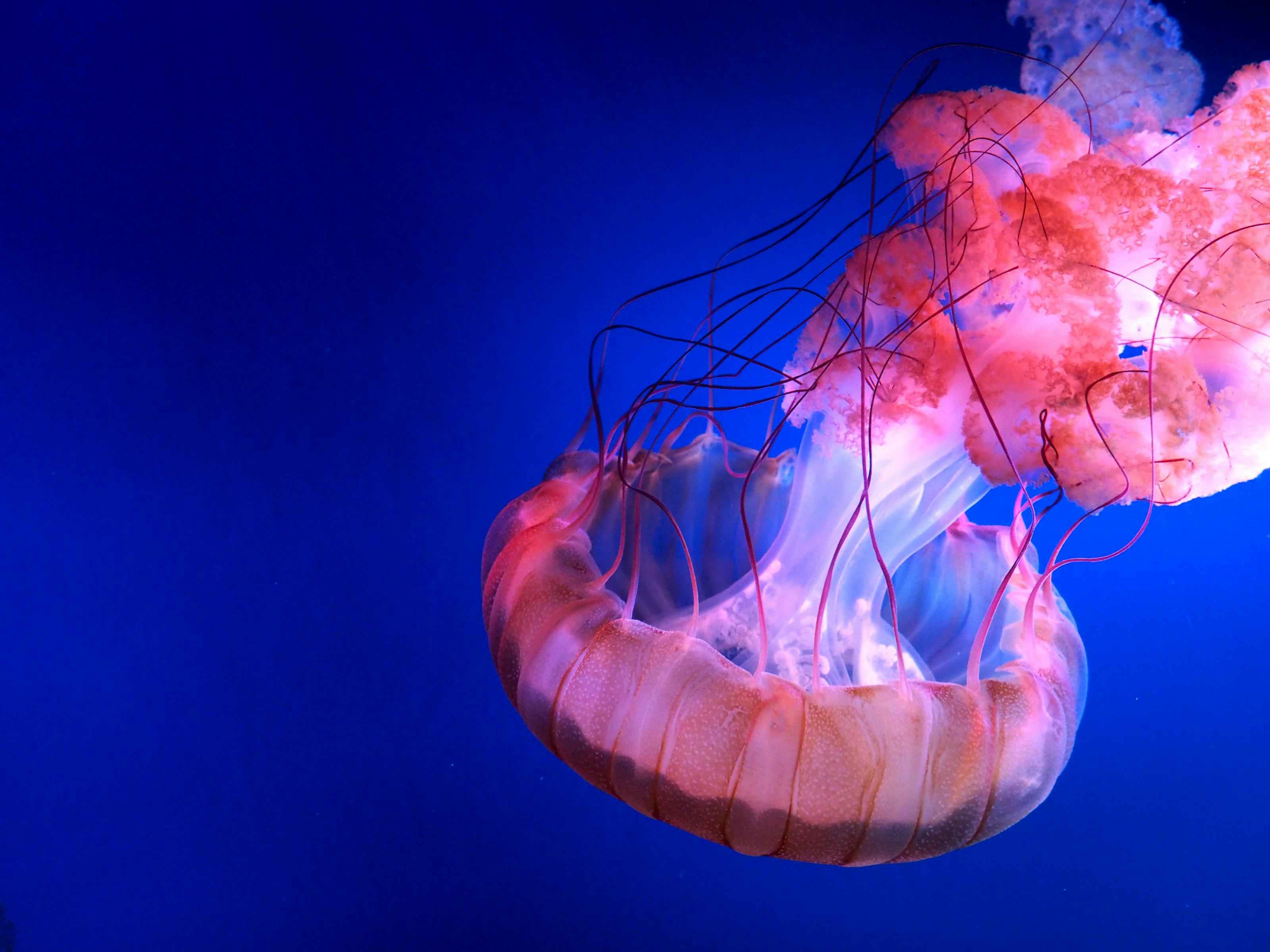 Jellyfish Sting Relief: Why Science Beats Hollywood's Bad Advice ...
